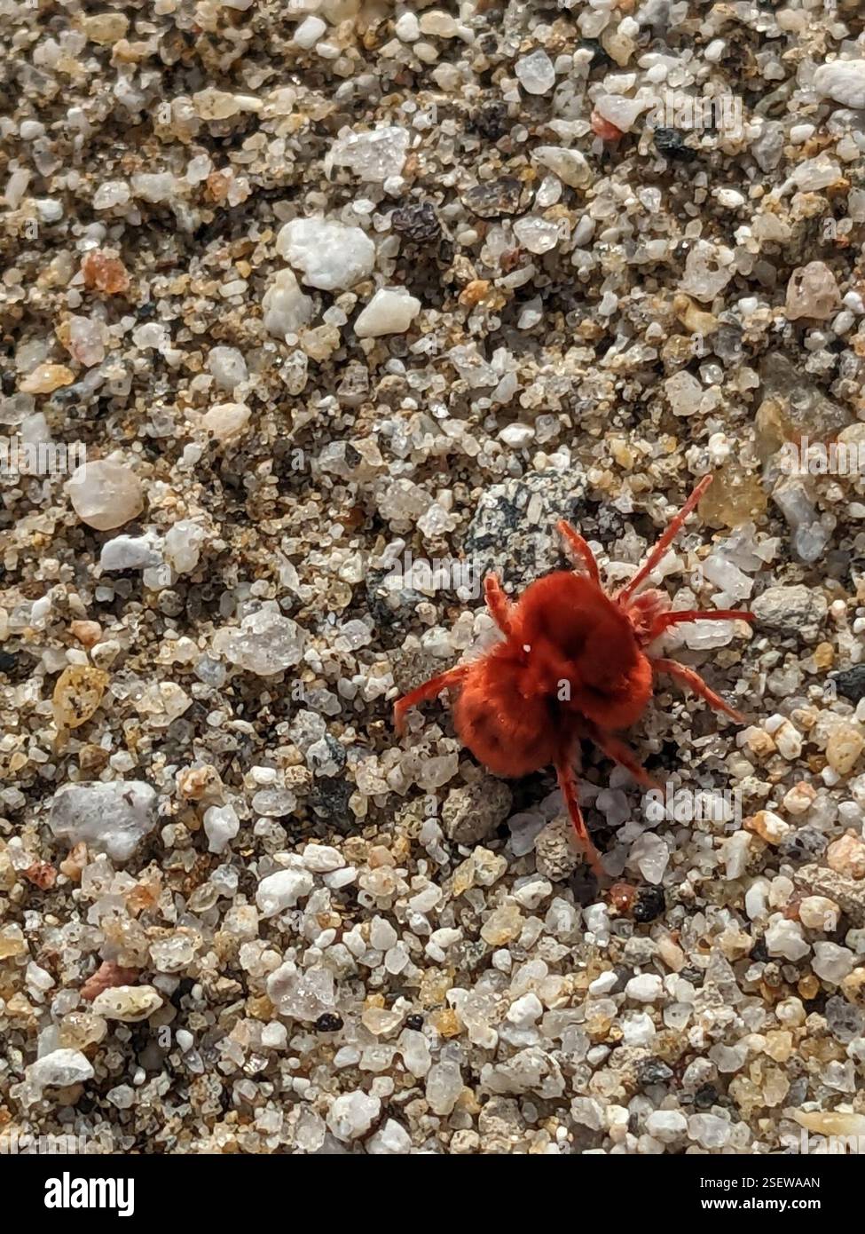 (Trombidium), Arachnida, San Diego County, CA, USA Stock Photo - Alamy