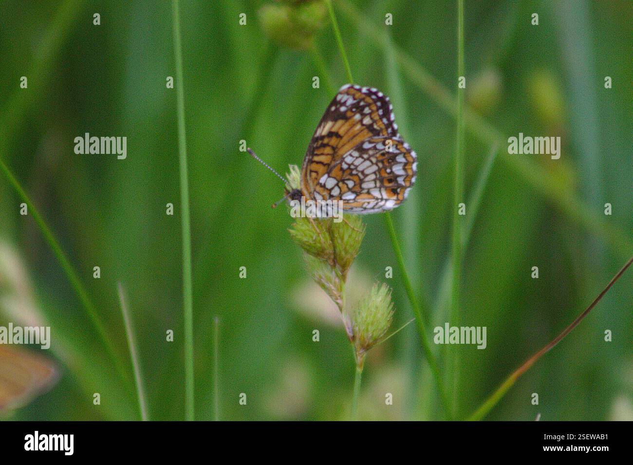 Harris's Checkerspot (Chlosyne harrisii), Insecta, Champlain, Québec ...