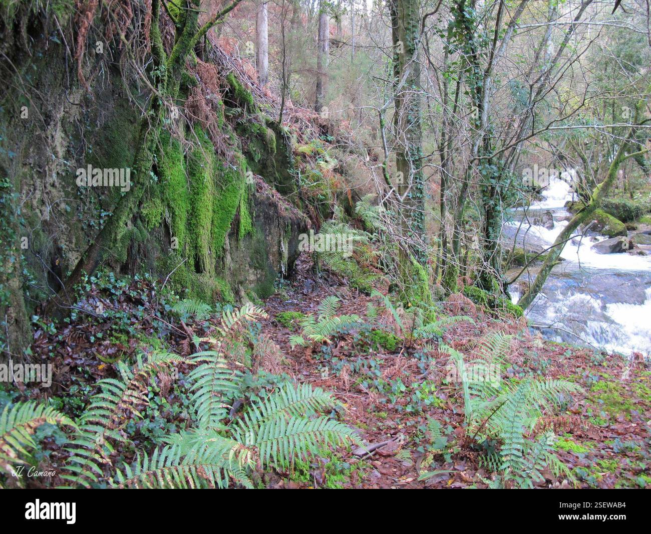 Lesser Cow-horn Bog-moss (Sphagnum inundatum), Plantae, La Coruña ...