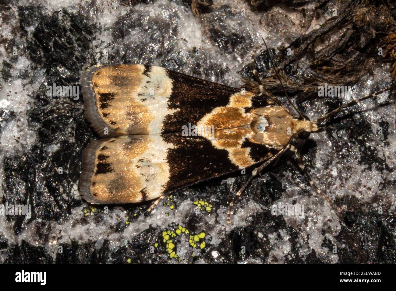 Bold Scoparia (Eudonia aspidota), Insecta, Southland District ...