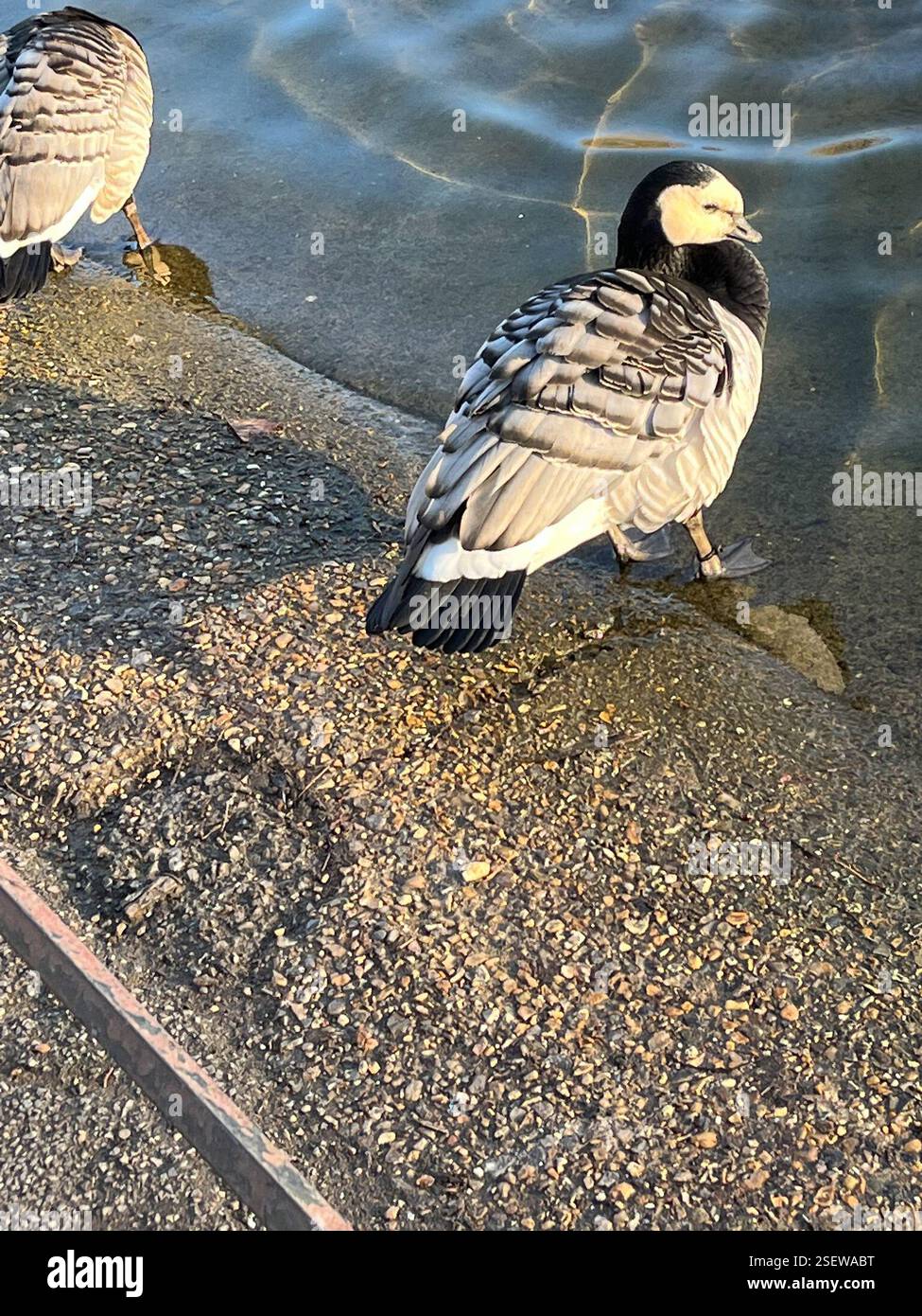 Barnacle Goose (Branta leucopsis), Aves, St James's Park Lake, London ...