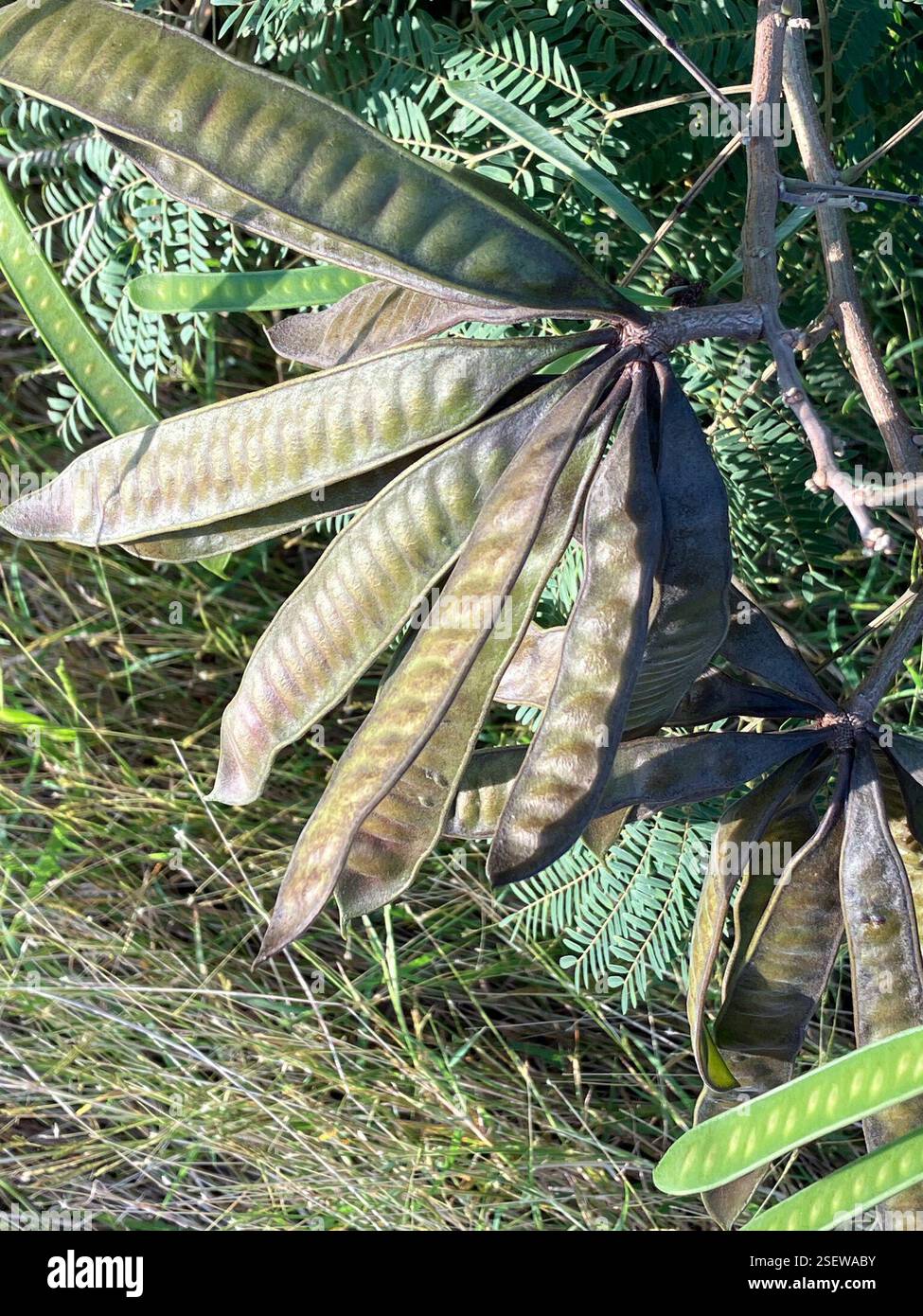White leadtree (Leucaena leucocephala), Plantae, Saint Peter, MS Stock ...