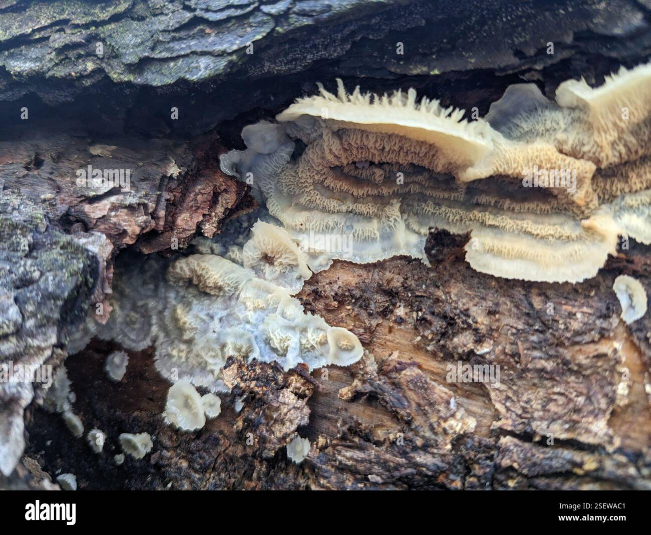 Trembling Crust (Merulius tremellosus), Fungi, California, US Stock ...