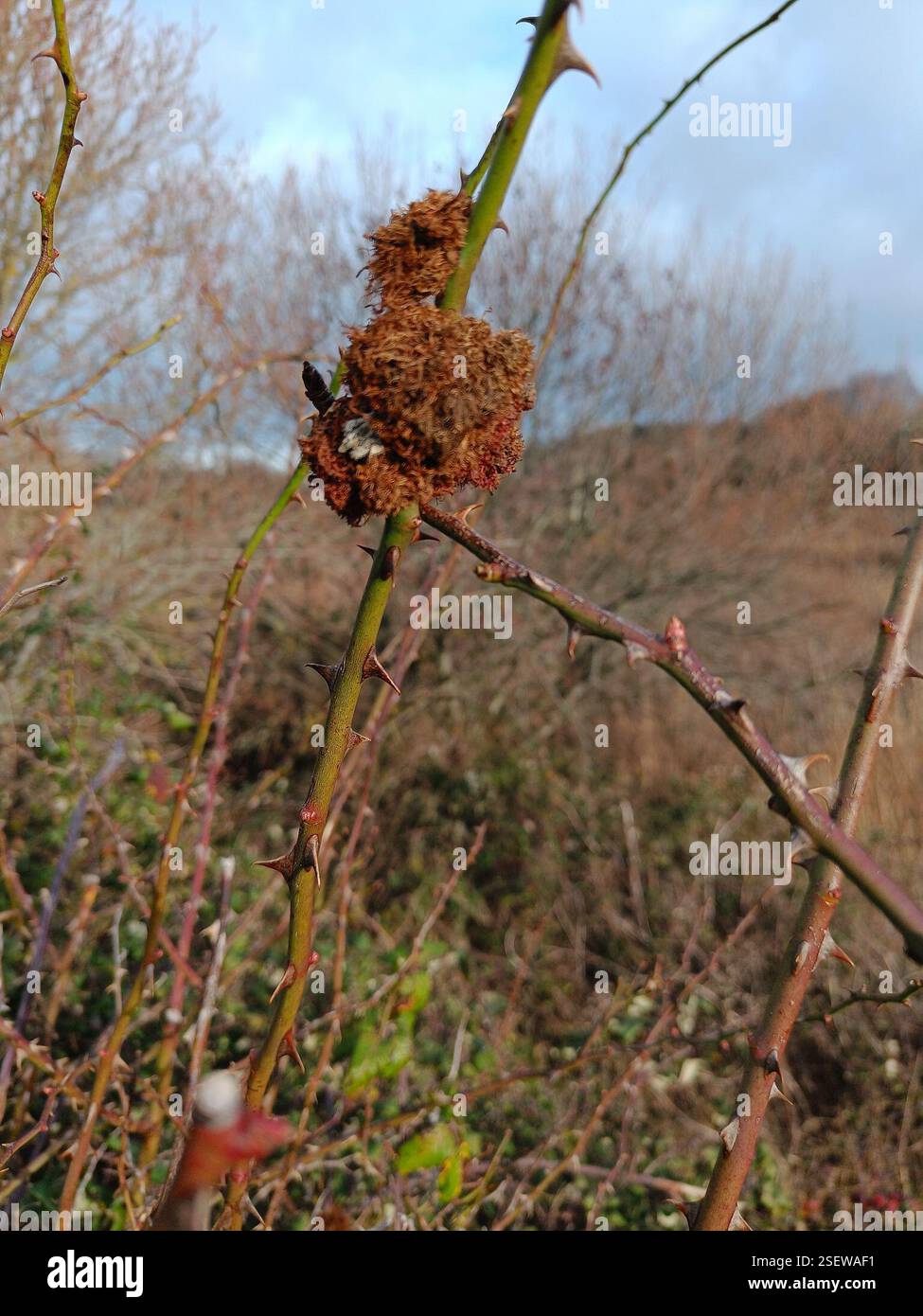Mossy Rose Gall Wasp (Diplolepis rosae), Insecta, Conwy Principal Area ...