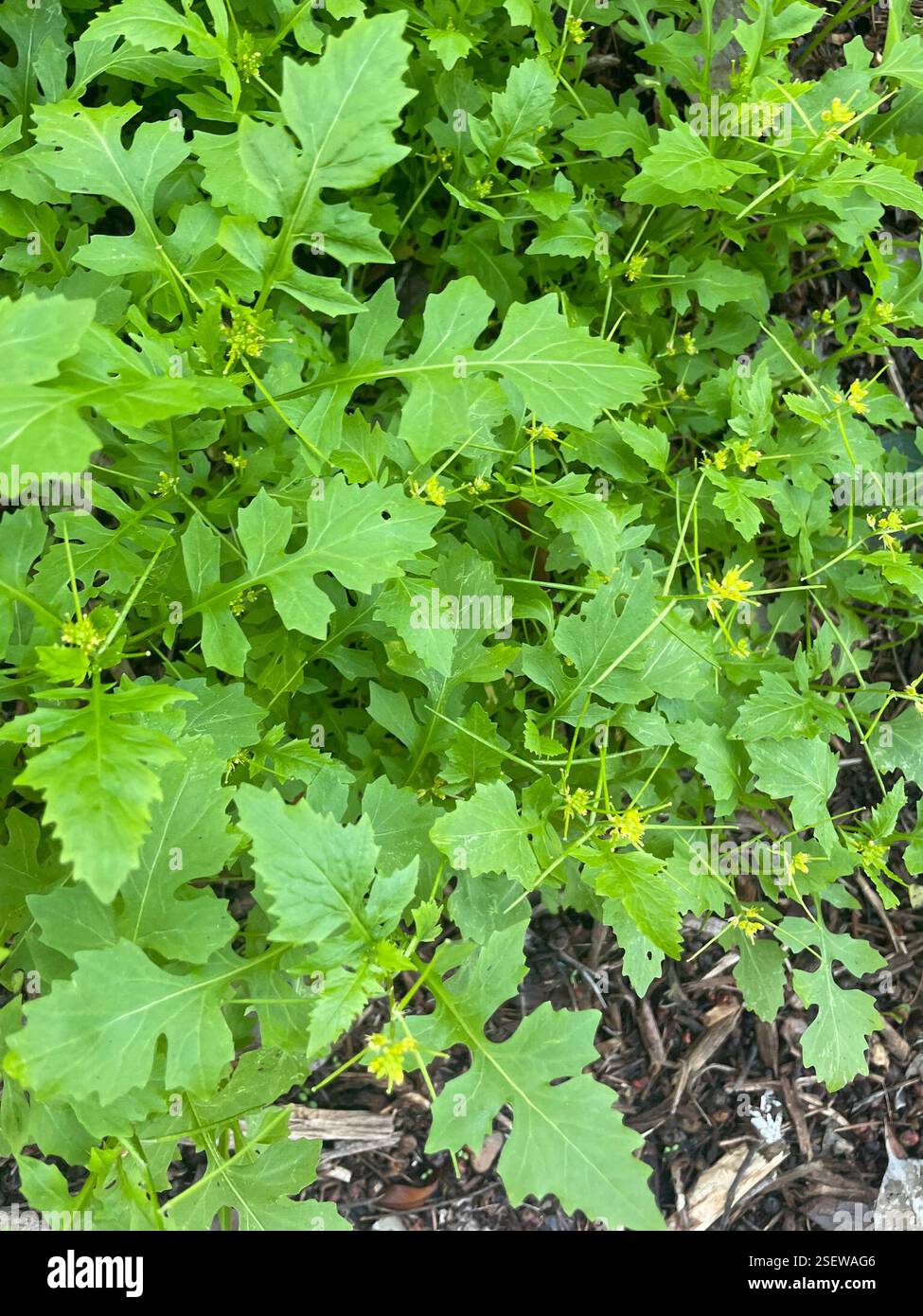 French Rocket (Sisymbrium erysimoides), Plantae, Balboa Park, San Diego ...
