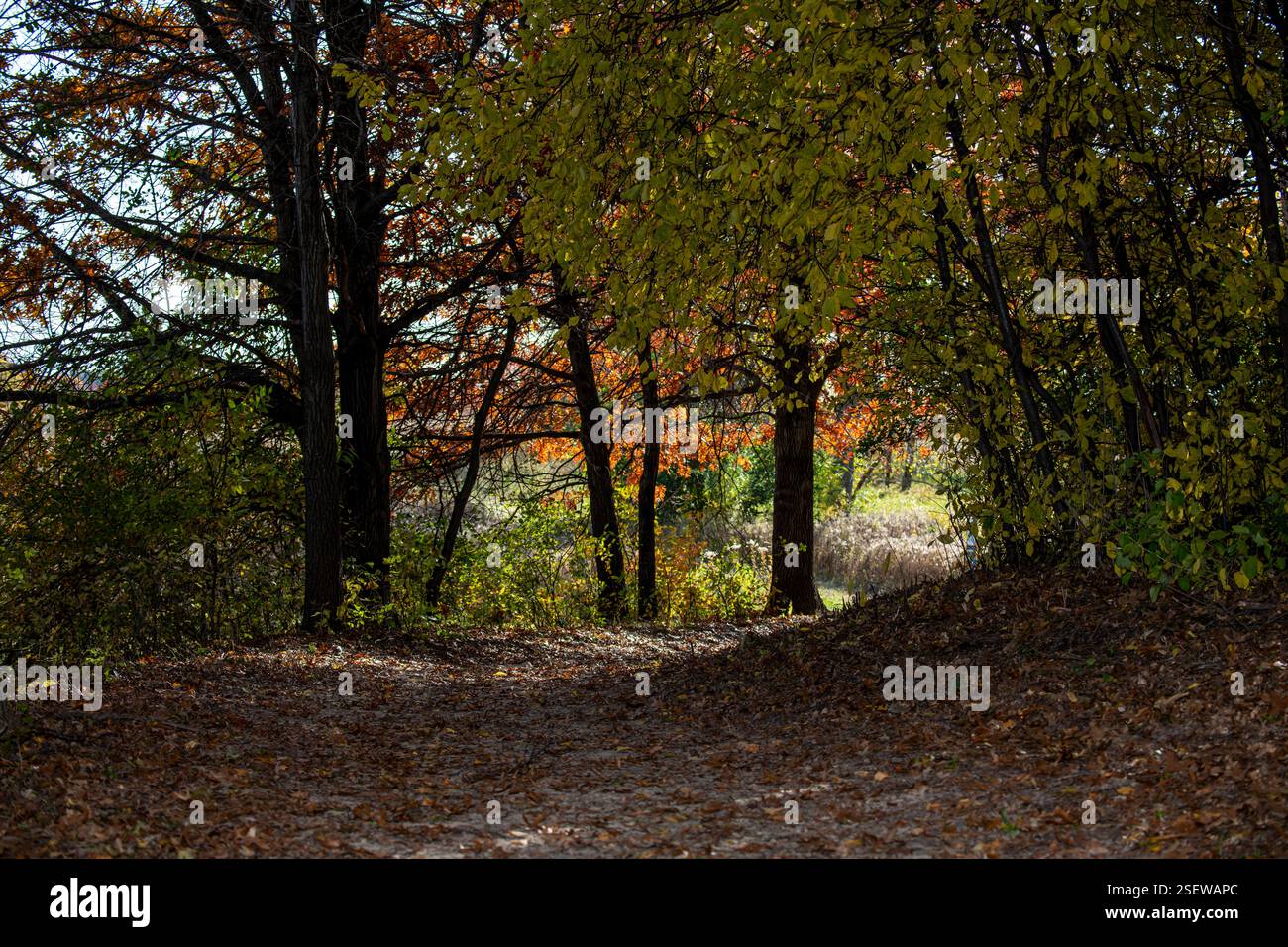 White Bear Township; Minnesota. Tamarack nature center. A path through ...