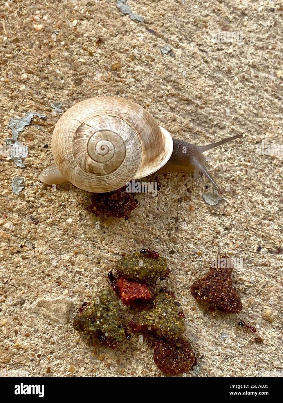 Milk Snail (Otala lactea), Mollusca, E Salty St, Thorndale, TX, US ...