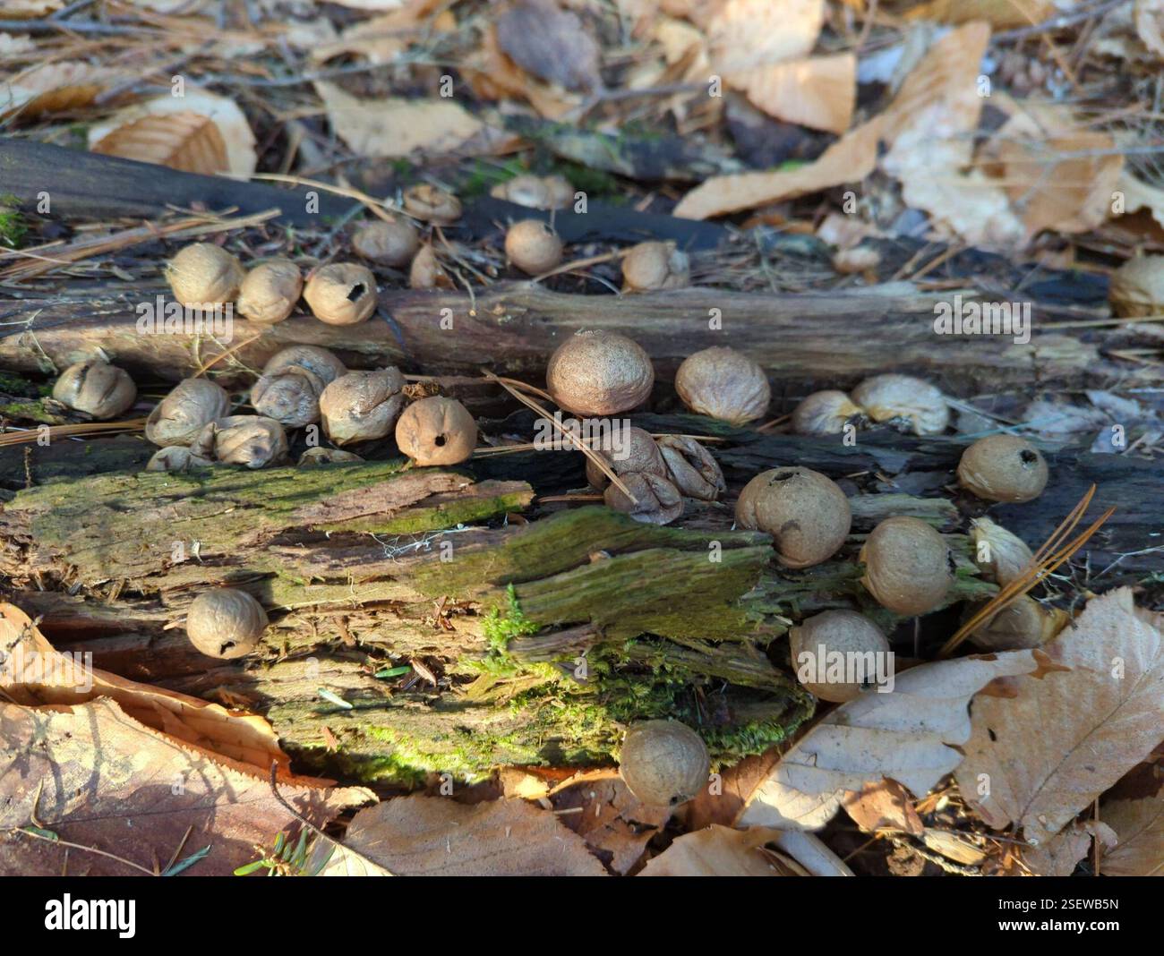 Pear-shaped Puffball (Apioperdon pyriforme), Fungi, Saratoga County, US ...