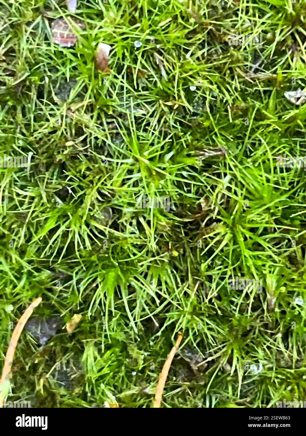 (Campylopus), Plantae, Nieuwe Tiend, Udenhout, North Brabant, NL Stock ...