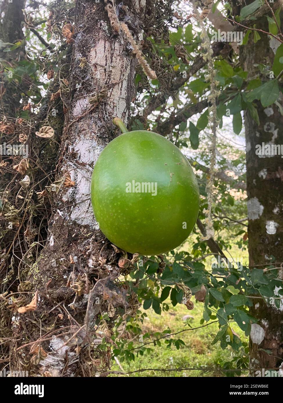 Calabash Tree (Crescentia cujete), Plantae, Apiay, Villavicencio, Meta ...