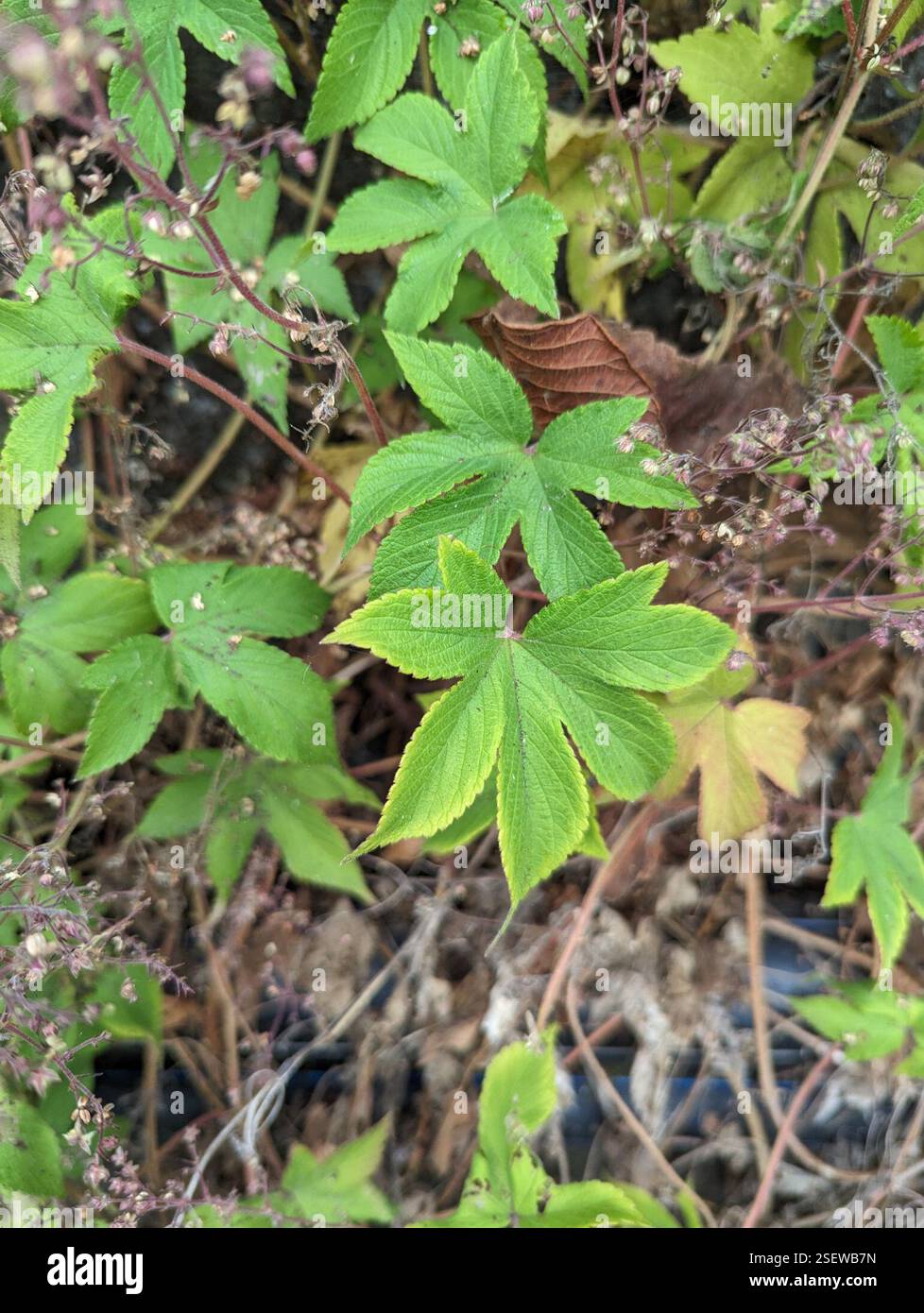 Japanese Hops (Humulus scandens), Plantae, 424, Taiwan, 台中市和平區中坑里 Stock ...