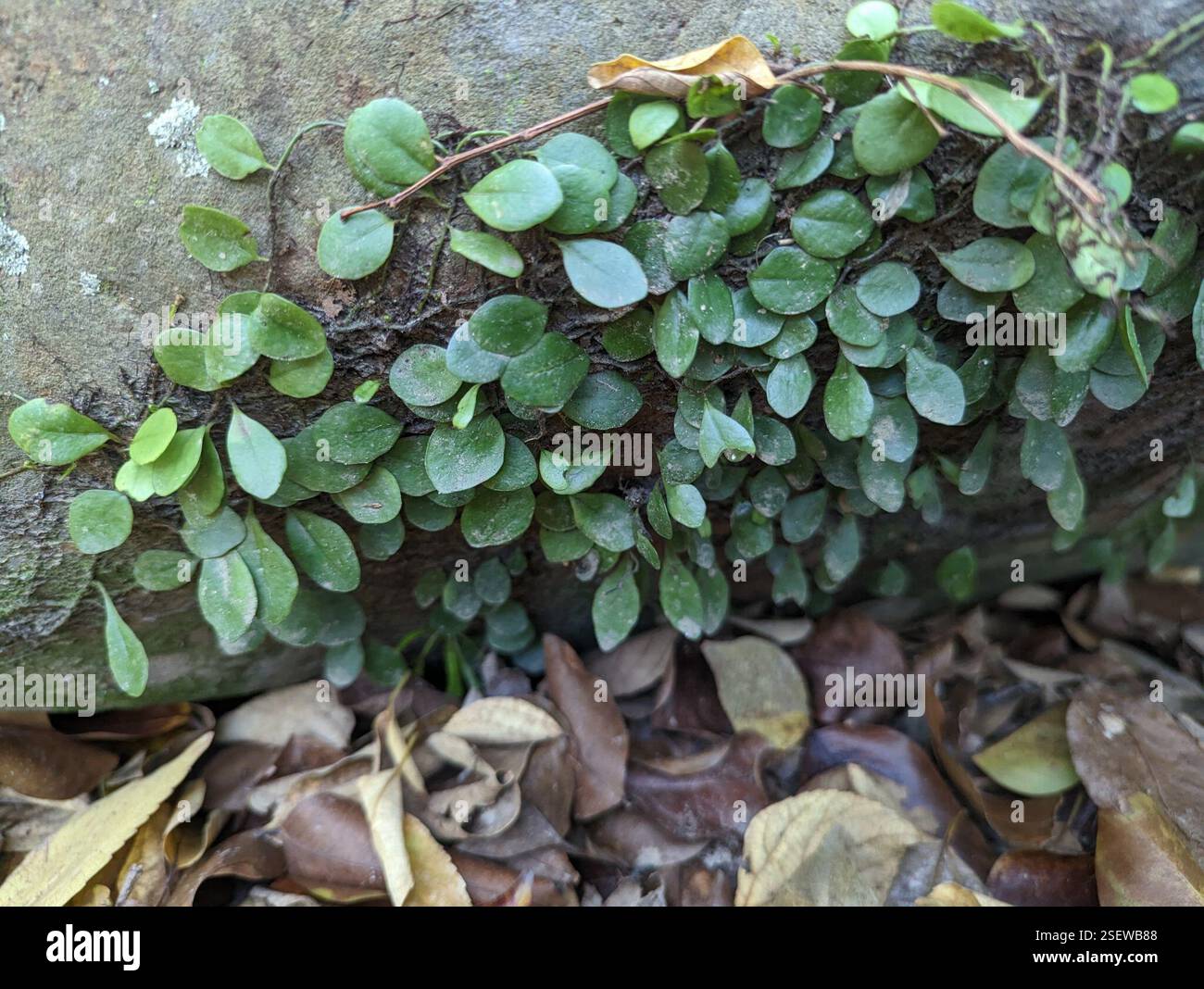 Green penny fern (Lemmaphyllum microphyllum), Plantae, 106, Taiwan ...
