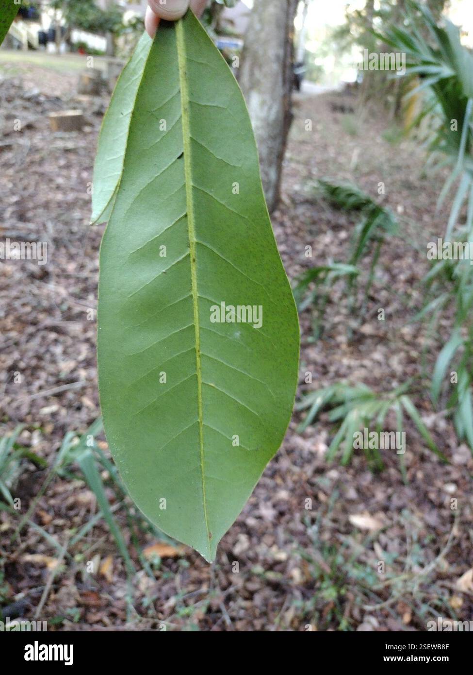 southern magnolia (Magnolia grandiflora), Plantae, Florida, US Stock ...