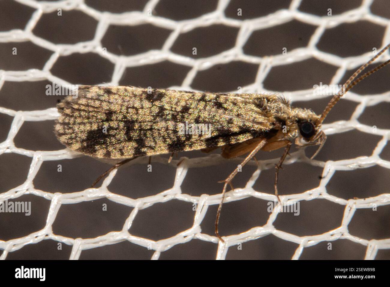 Tube Maker Caddisflies (Polycentropodidae), Insecta, Dunrobin, New ...