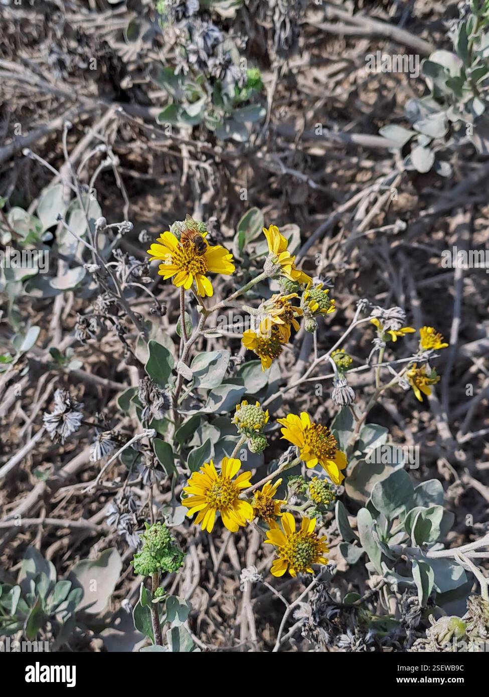 (Asteroideae), Plantae, Chilca, Perú Stock Photo - Alamy