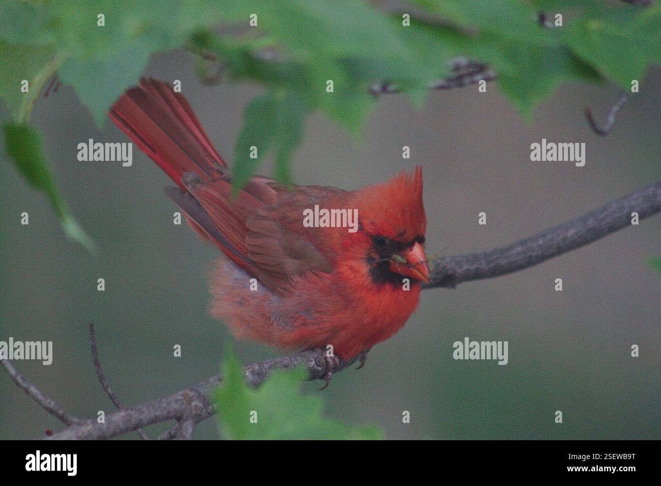 Northern Cardinal (Cardinalis cardinalis), Aves, Champlain, Québec ...