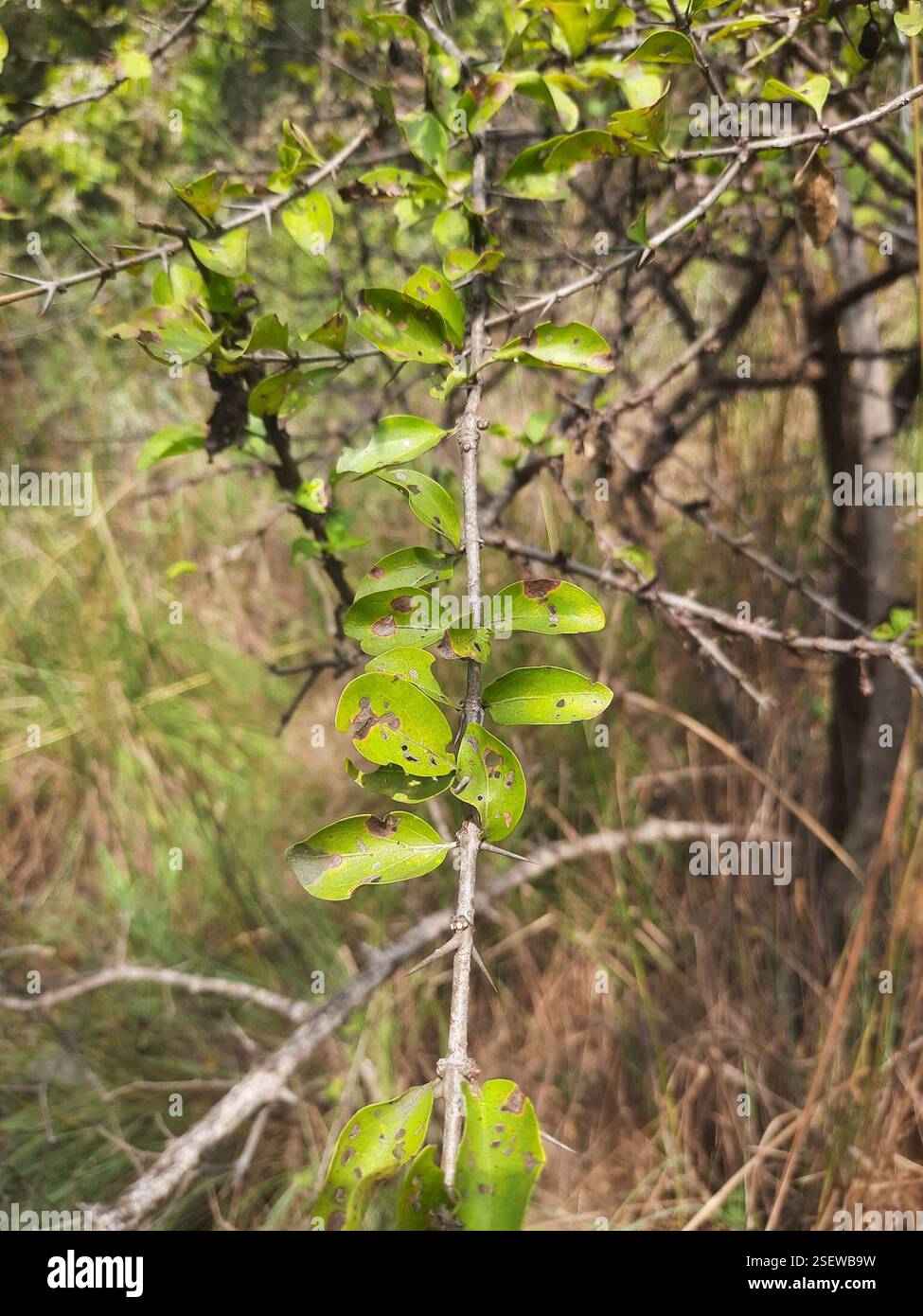 coromandel boxwood (Canthium coromandelicum), Plantae, 62FX+QW9 ...