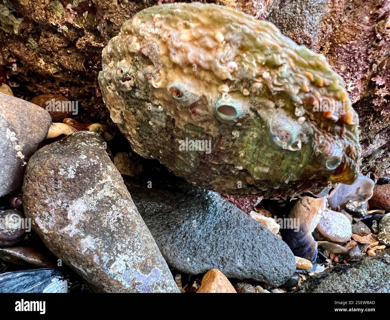 Pink Abalone (Haliotis corrugata), Mollusca, Abalone Cove, CA, US Stock ...