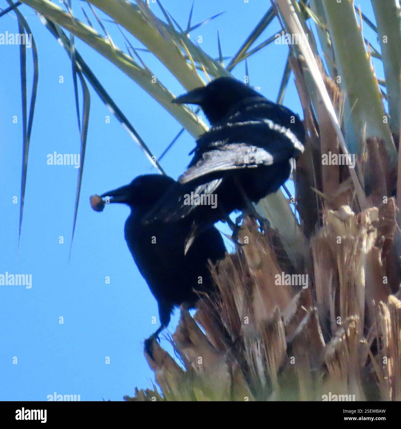 American Crow (Corvus brachyrhynchos), Aves, Signal Ct, Palm Desert, CA ...
