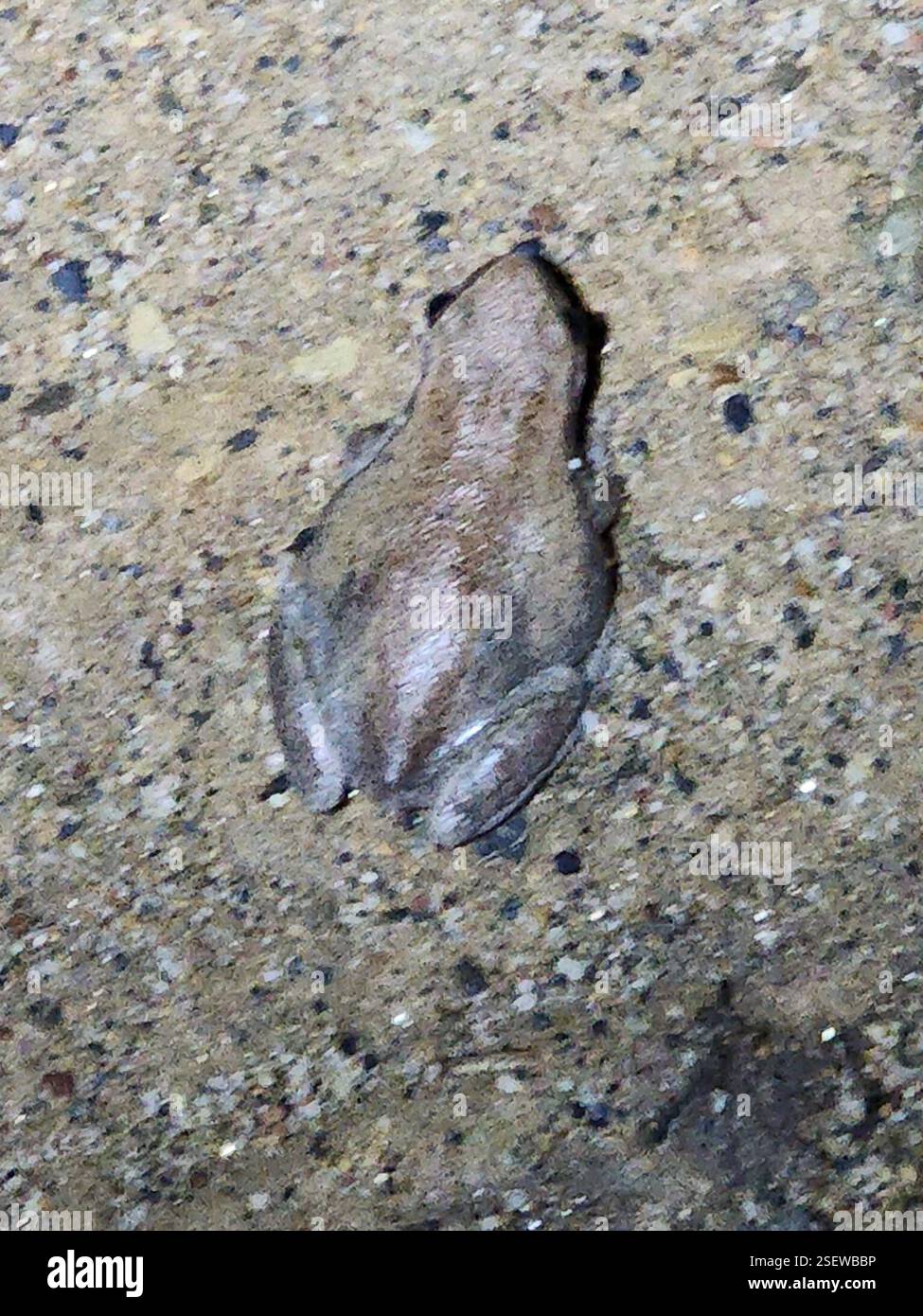 Desert Tree Frog (Litoria rubella), Amphibia, Bouldercombe QLD 4702 ...