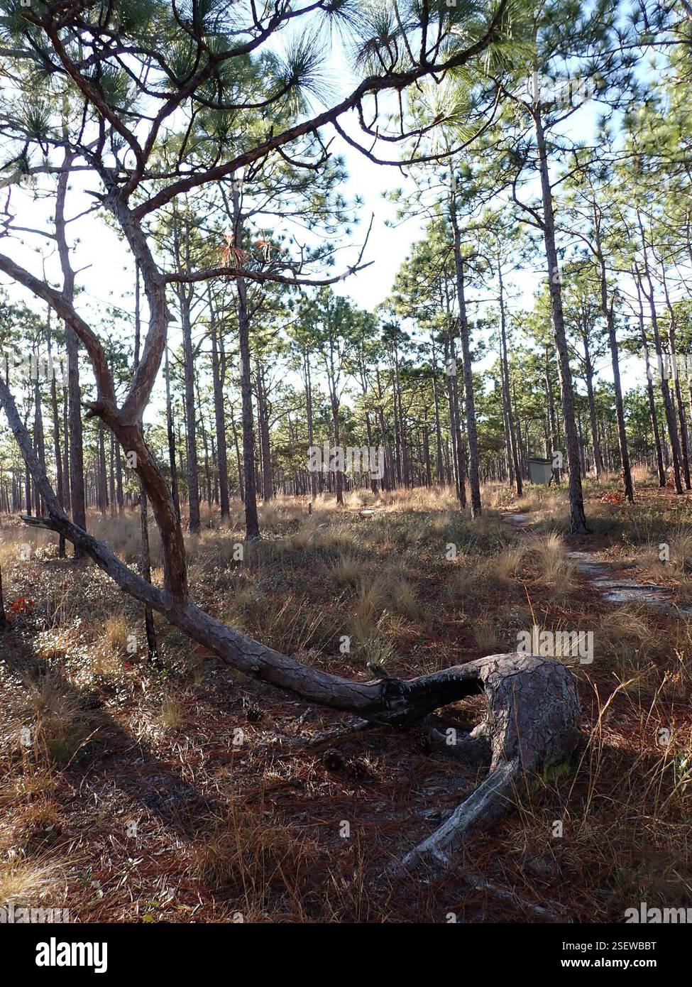 longleaf pine (Pinus palustris), Plantae, North Carolina, US Stock ...