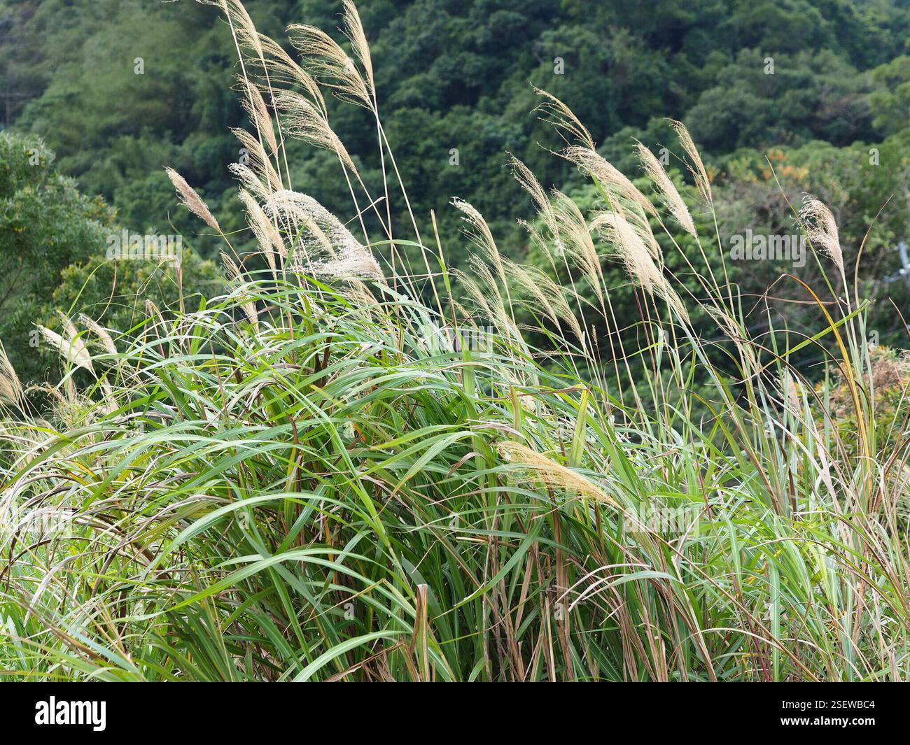 Chinese silver grass (Miscanthus sinensis), Plantae, 台灣台北 Stock Photo ...