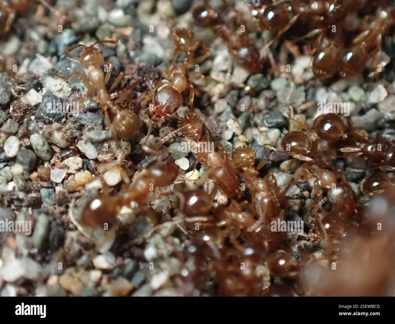 Western Collared Ant (Aphaenogaster occidentalis), Insecta, Capital ...