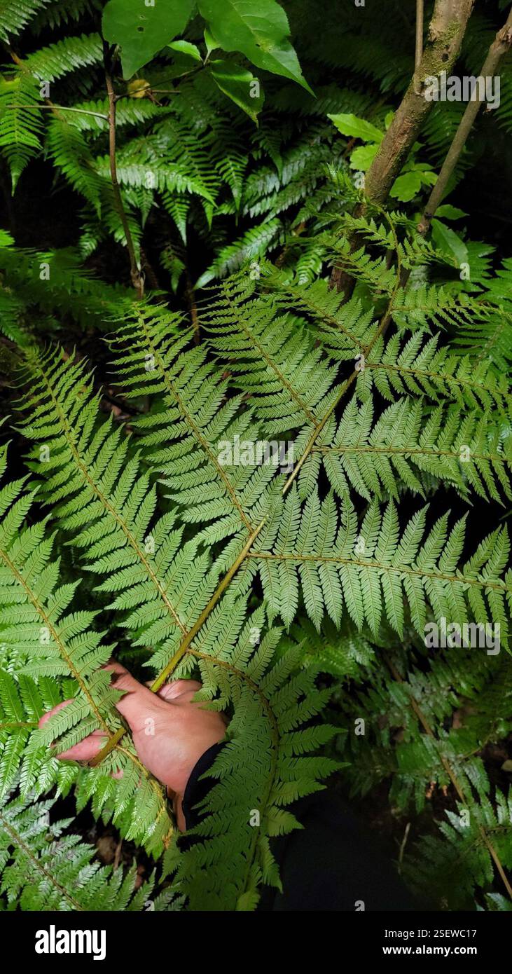 scaly tree ferns (Cyathea), Plantae, 7886, New Zealand Stock Photo - Alamy