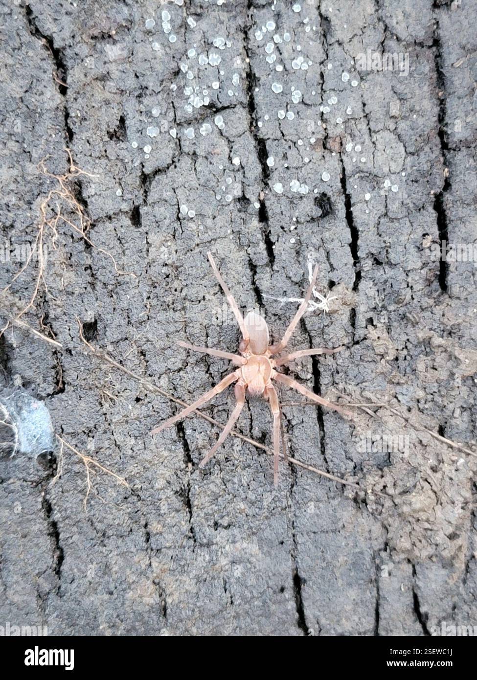 Titiotus hi-res stock photography and images - Alamy