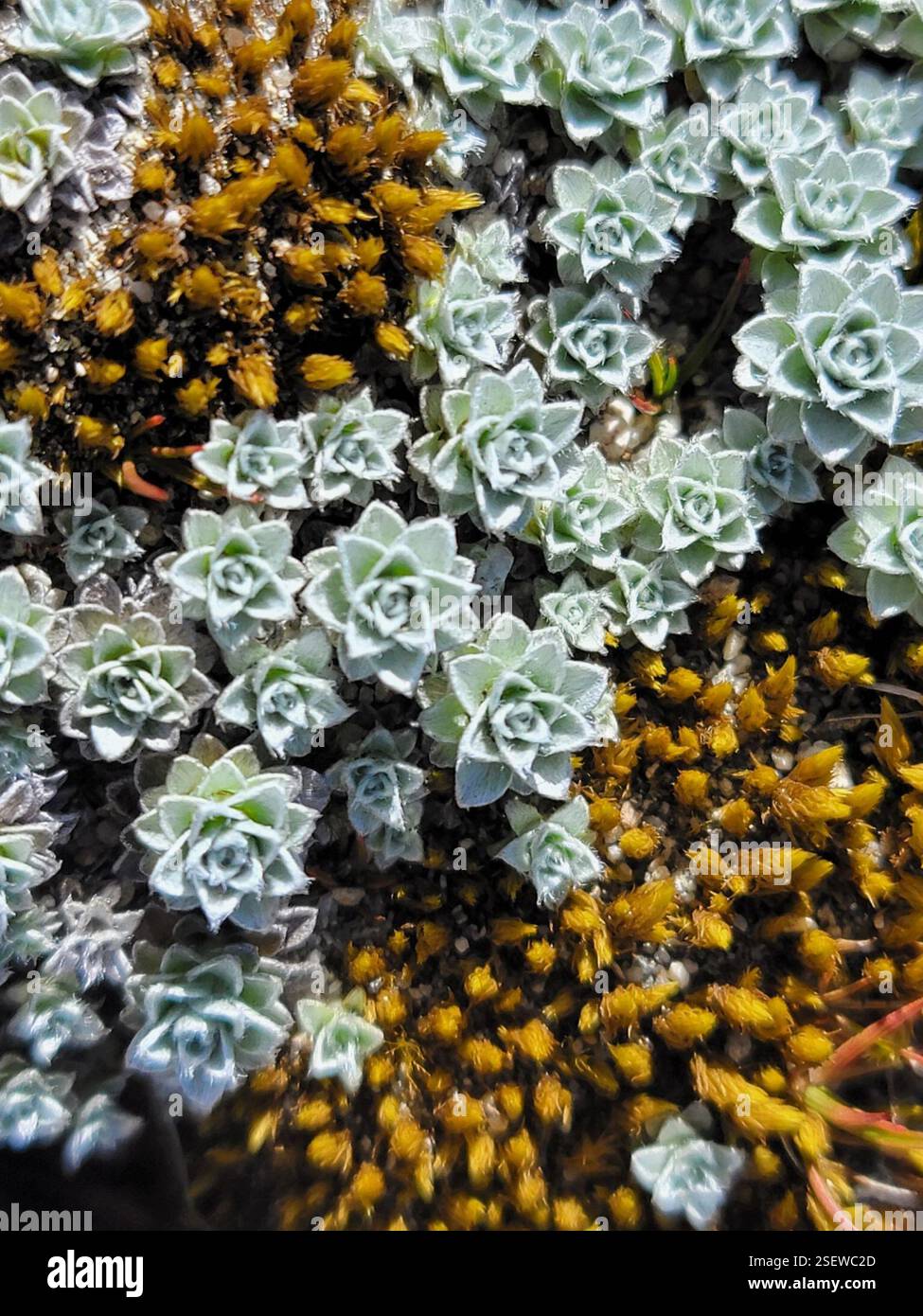 South Island Edelweiss (Leucogenes grandiceps), Plantae, 9679, New ...