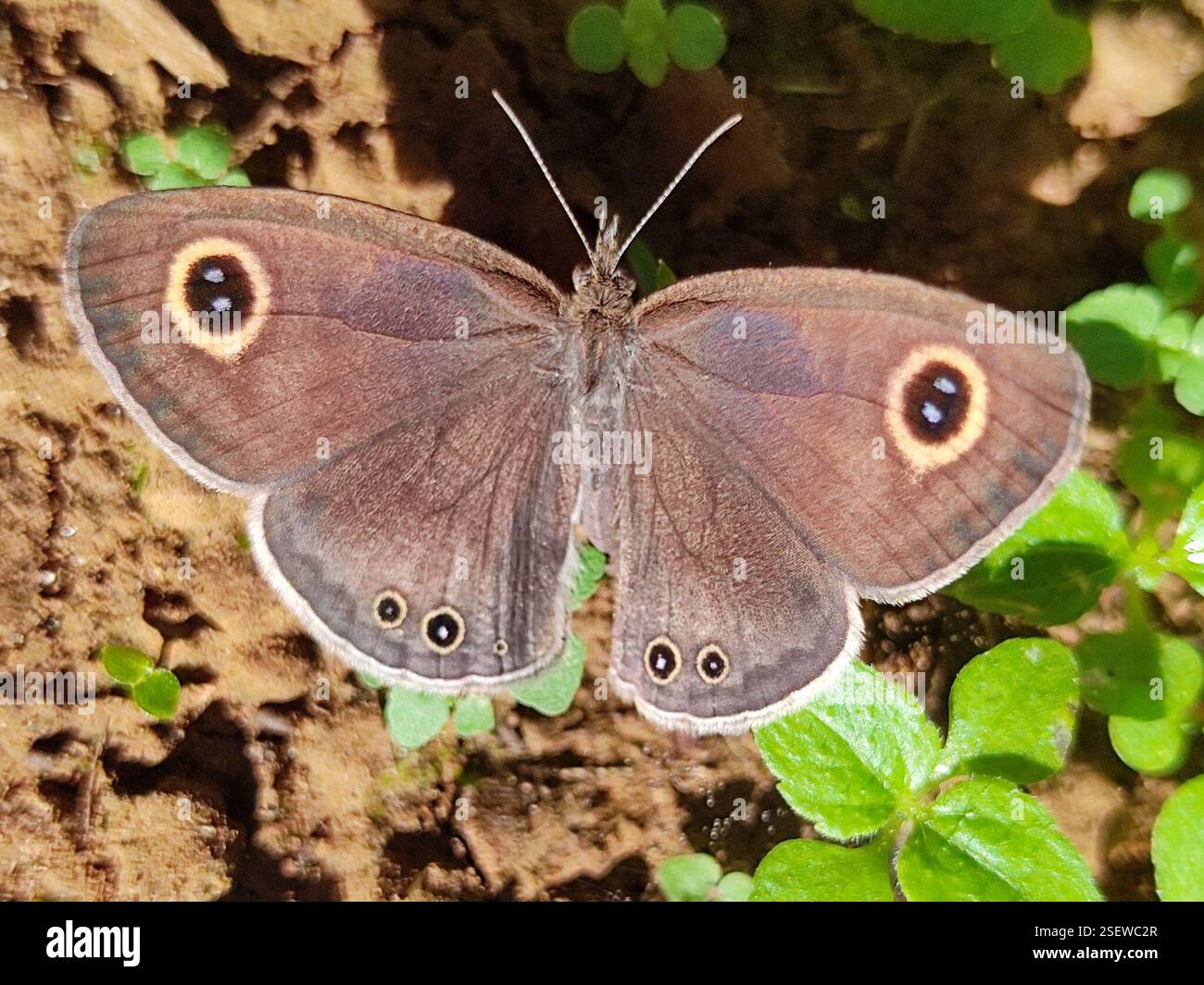 Common Four-ring (Ypthima huebneri), Insecta, 8RC5+RPH, Kumplampoika ...