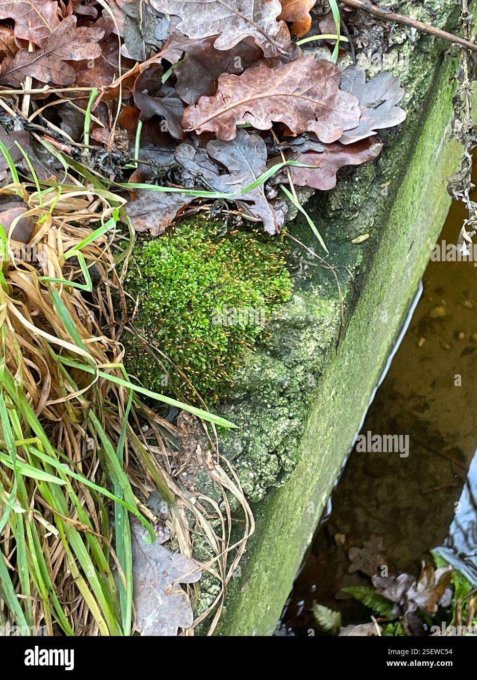 Clustered Feather-moss (Rhynchostegium confertum), Plantae, Dommel ...