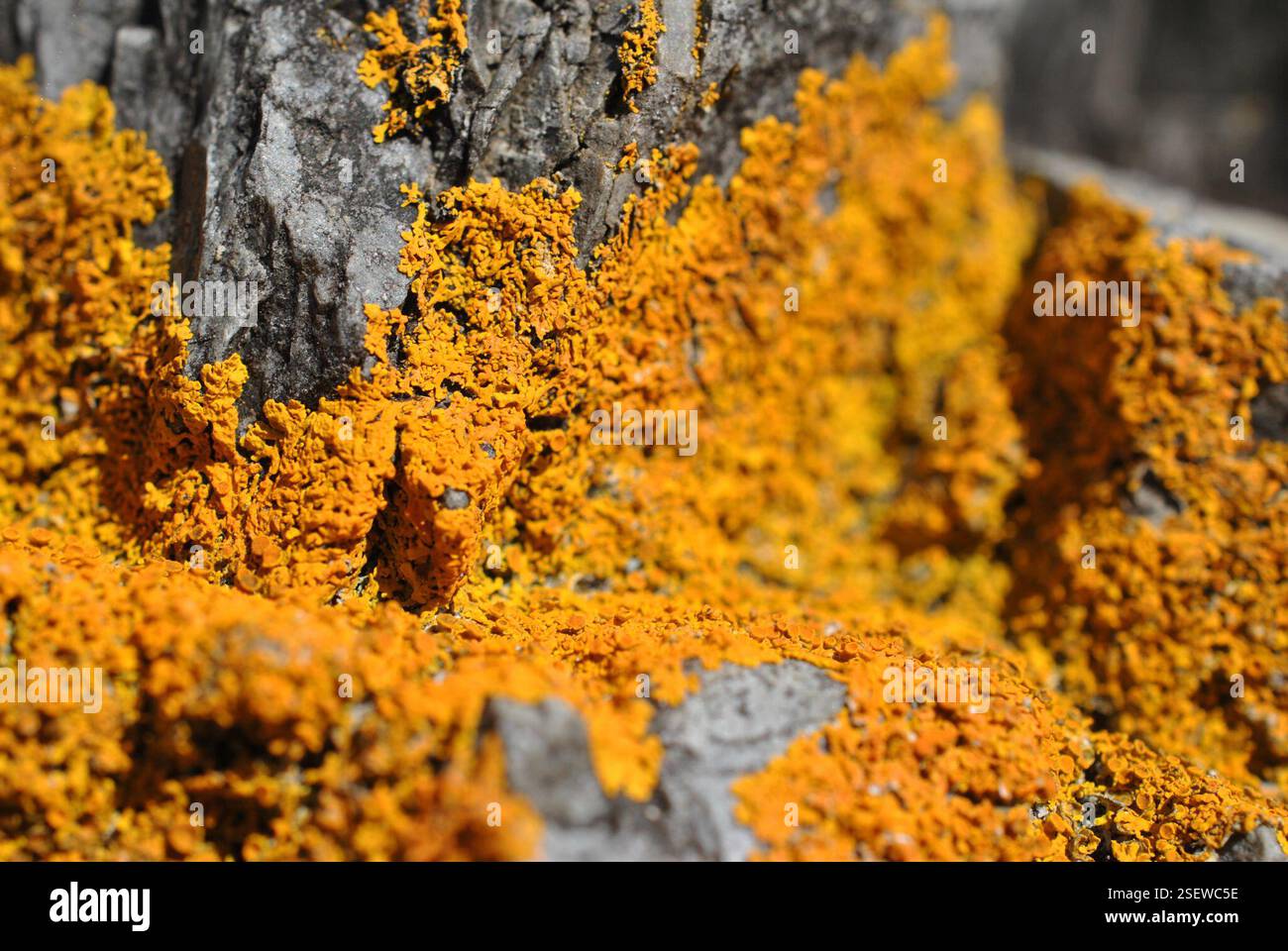 common lichens (Lecanoromycetes), Fungi, Deadmans Harbour, Blacks ...