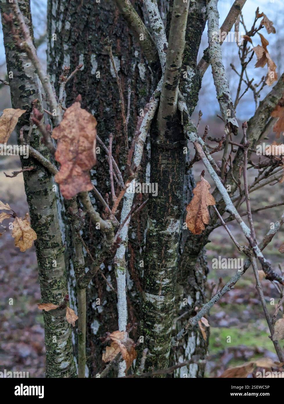 oaks (Quercus), Plantae, Vancouver, BC V6R 1B5, Canada Stock Photo - Alamy