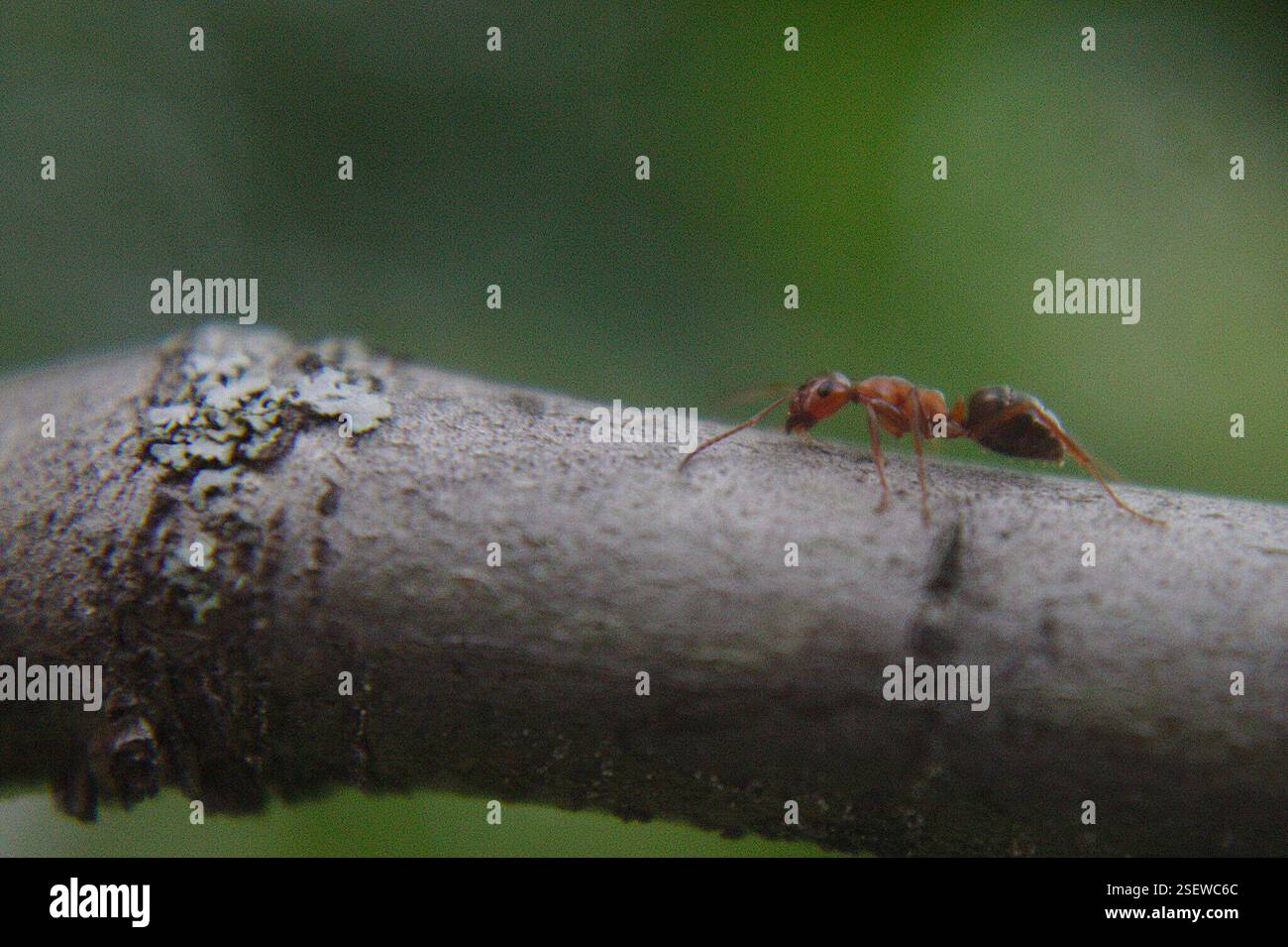 Carpenter Ants, Typical Sugar Ants and Allies (Camponotus), Insecta ...