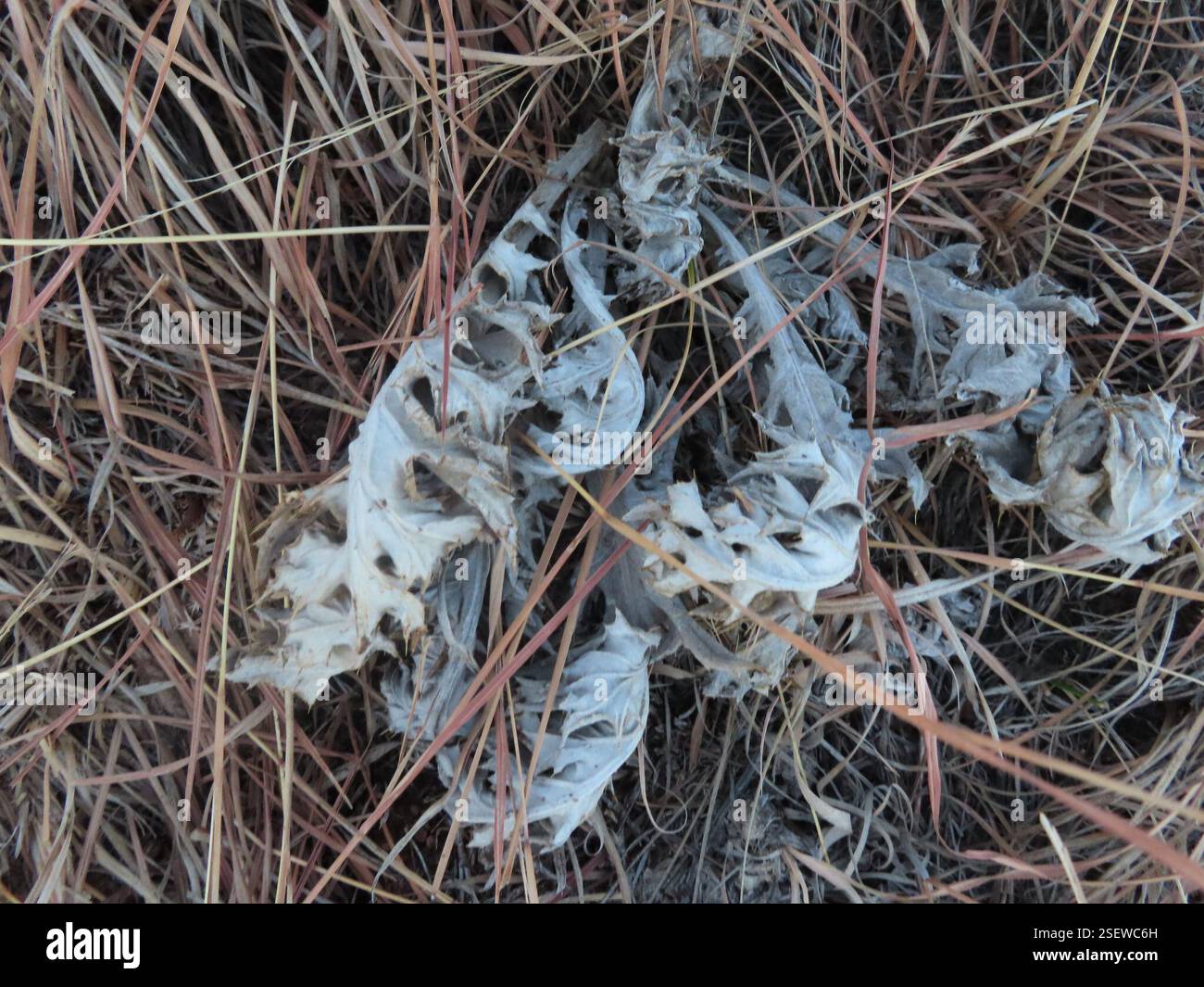 wavyleaf thistle (Cirsium undulatum), Plantae, Wind Cave National Park ...