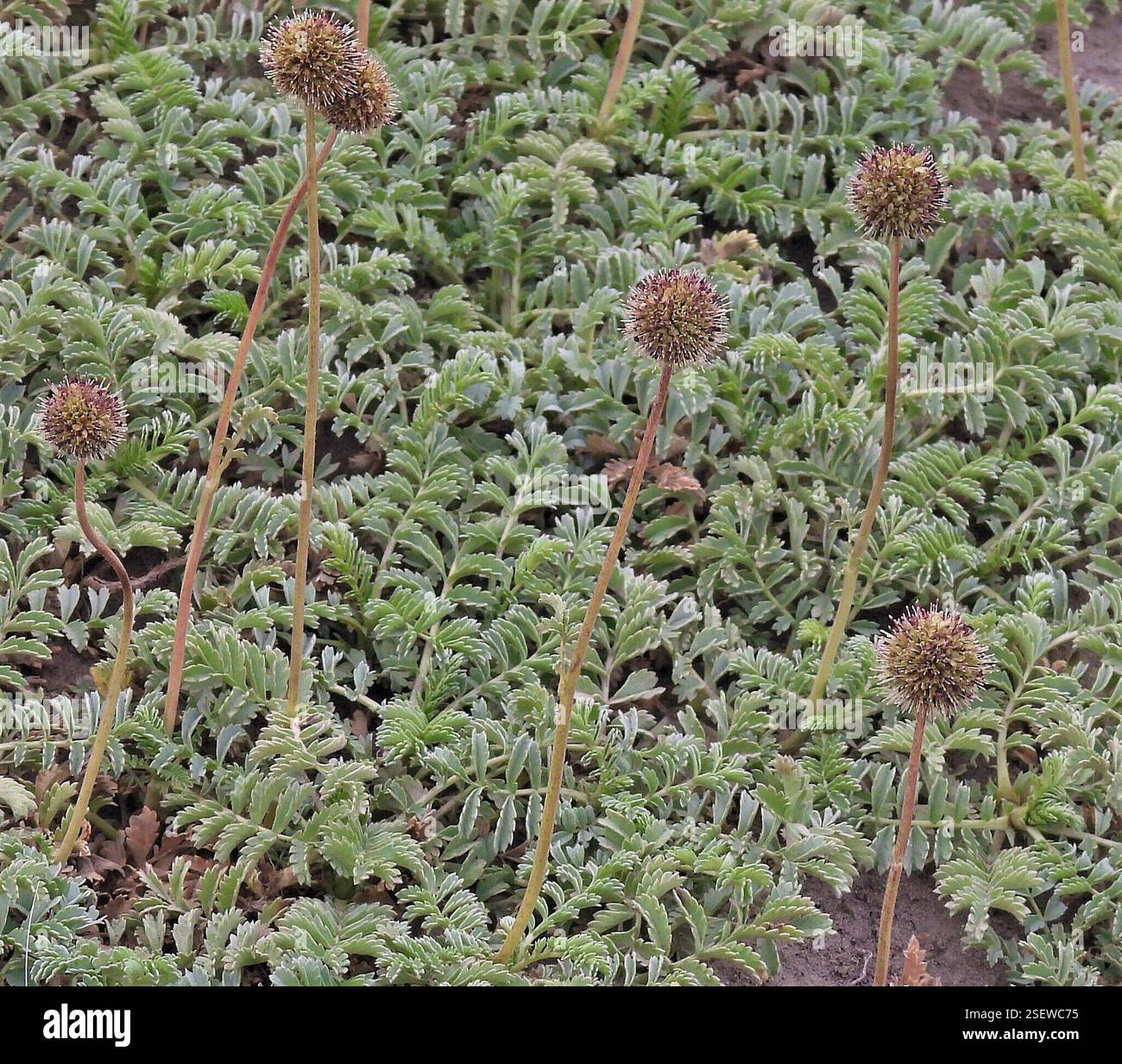 Greater Burnet (Acaena magellanica), Plantae, Gastre, Chubut, Argentina ...
