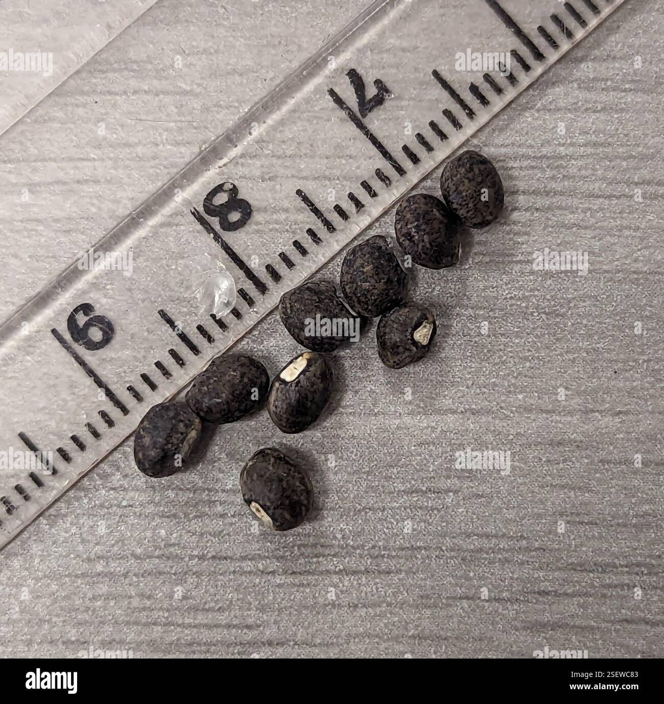 legumes (Fabaceae), Plantae, St. Petersburg Innovation District, St ...