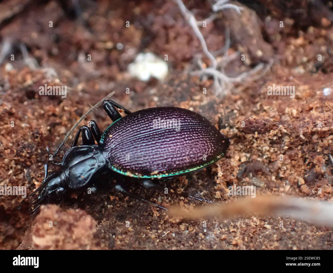 Margined Snail-eating Beetle (Scaphinotus marginatus), Insecta, Colwood ...