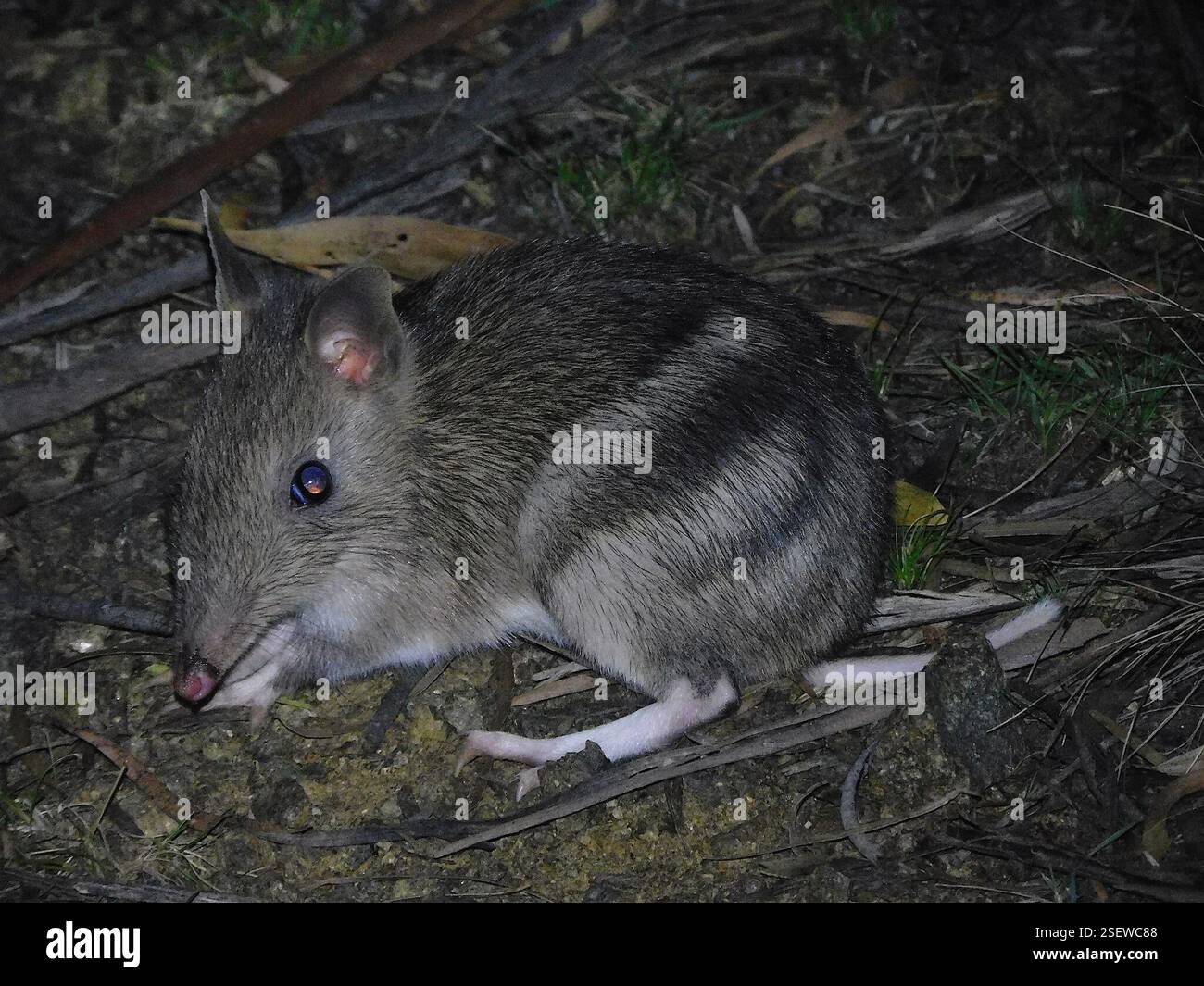 Eastern Barred Bandicoot (Perameles gunnii), Mammalia, Hobart TAS ...