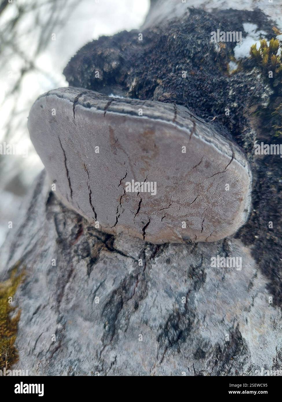 (Hymenochaetales), Fungi, Echo Bay, ON P0S 1C0, Canada Stock Photo - Alamy