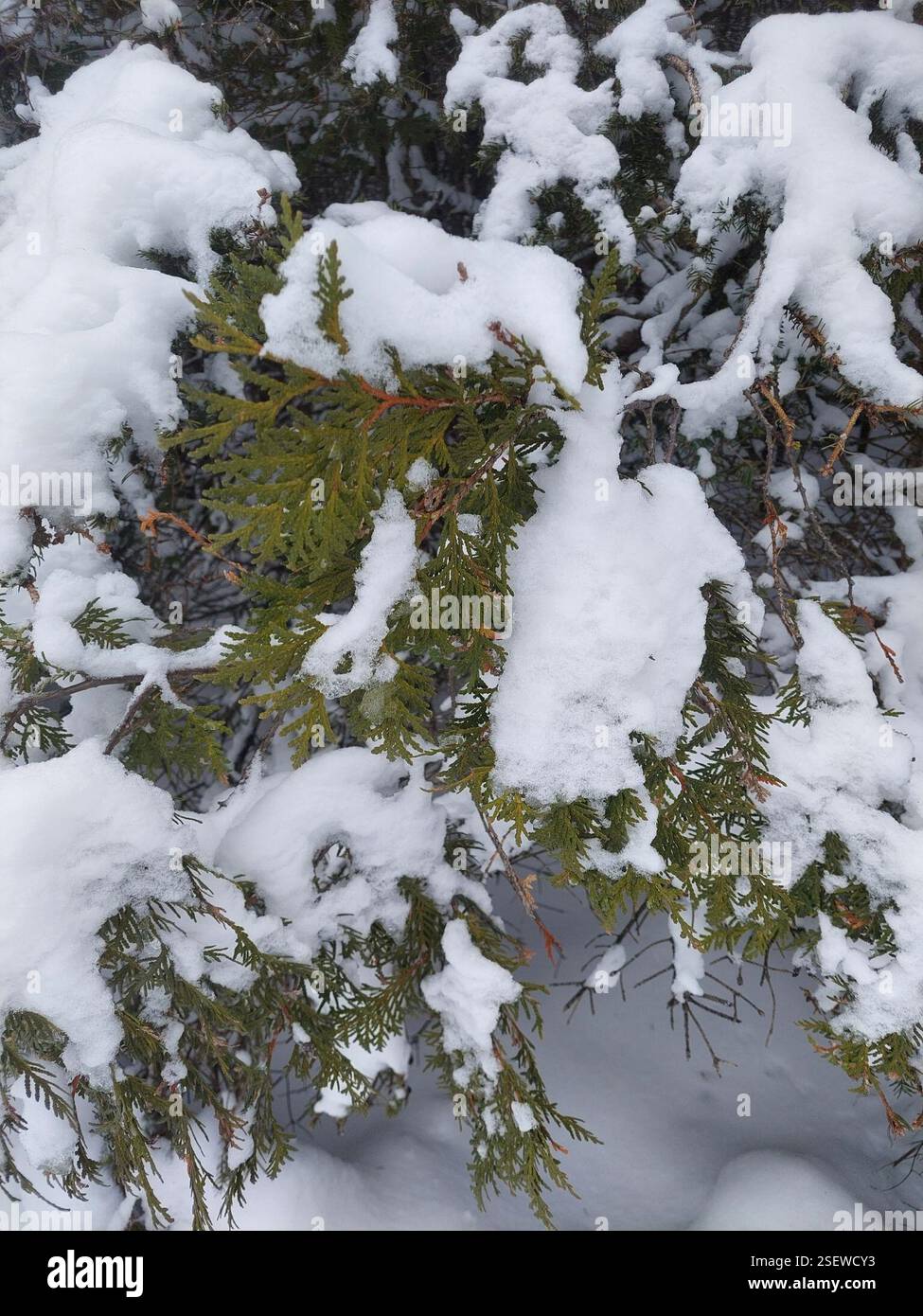 northern whitecedar (Thuja occidentalis), Plantae, Thessalon, ON P0R 1L0, Canada Stock Photo - Alamy