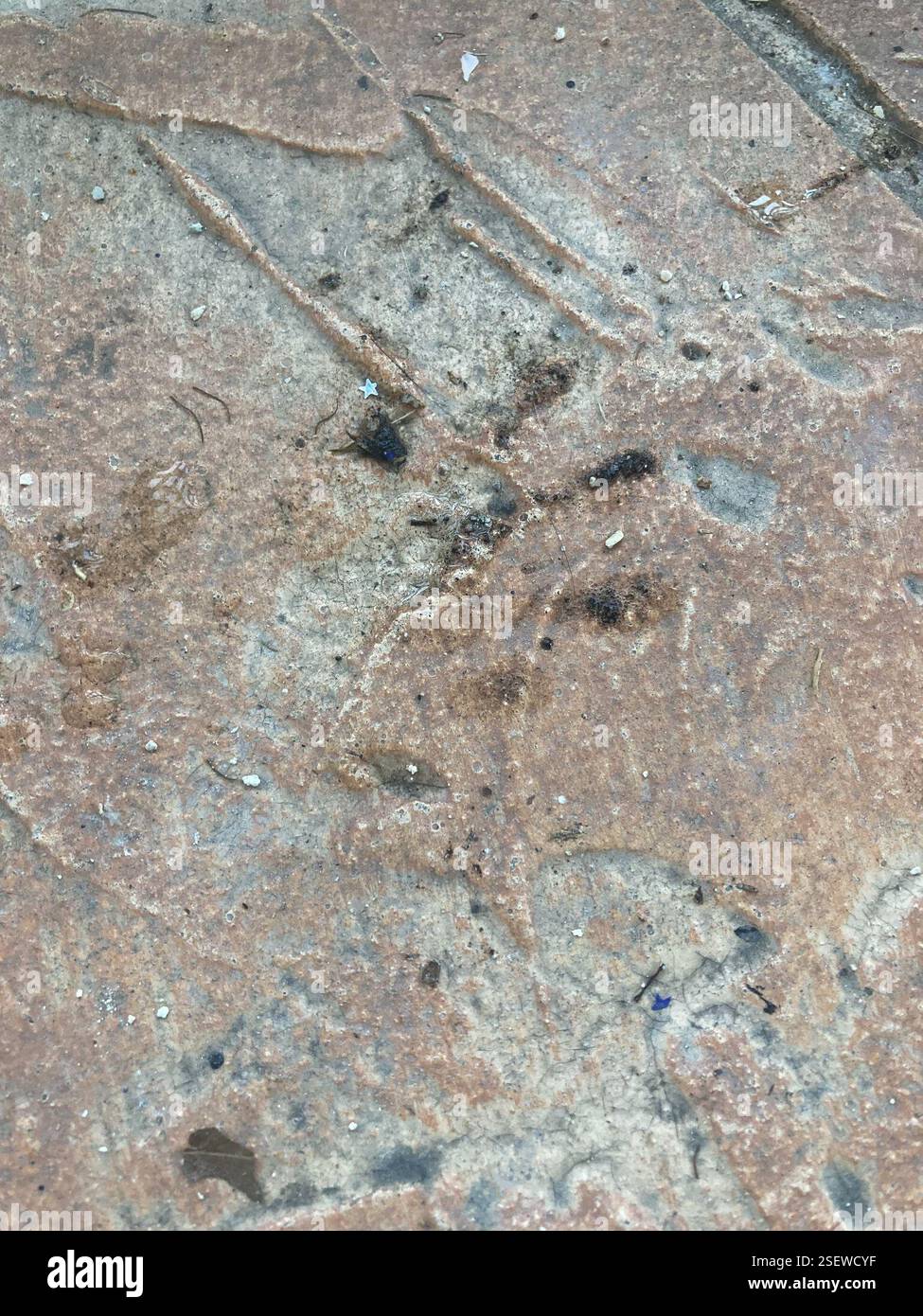 Common Raccoon (Procyon lotor), Mammalia, Florida, US, saw the creature ...