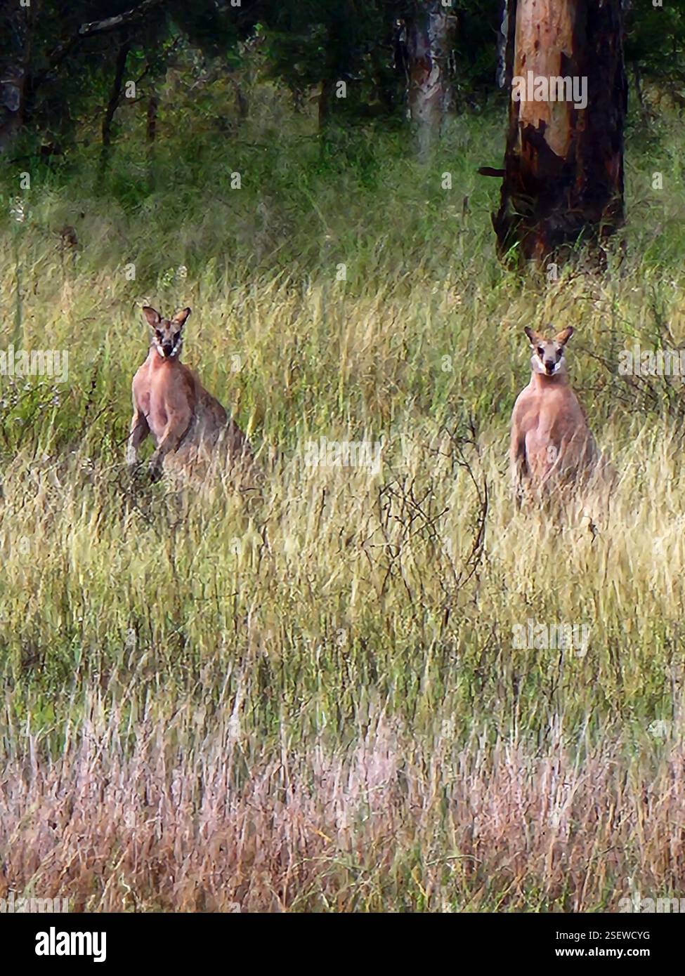 Agile Wallaby (Notamacropus agilis), Mammalia, Bouldercombe QLD 4702 ...