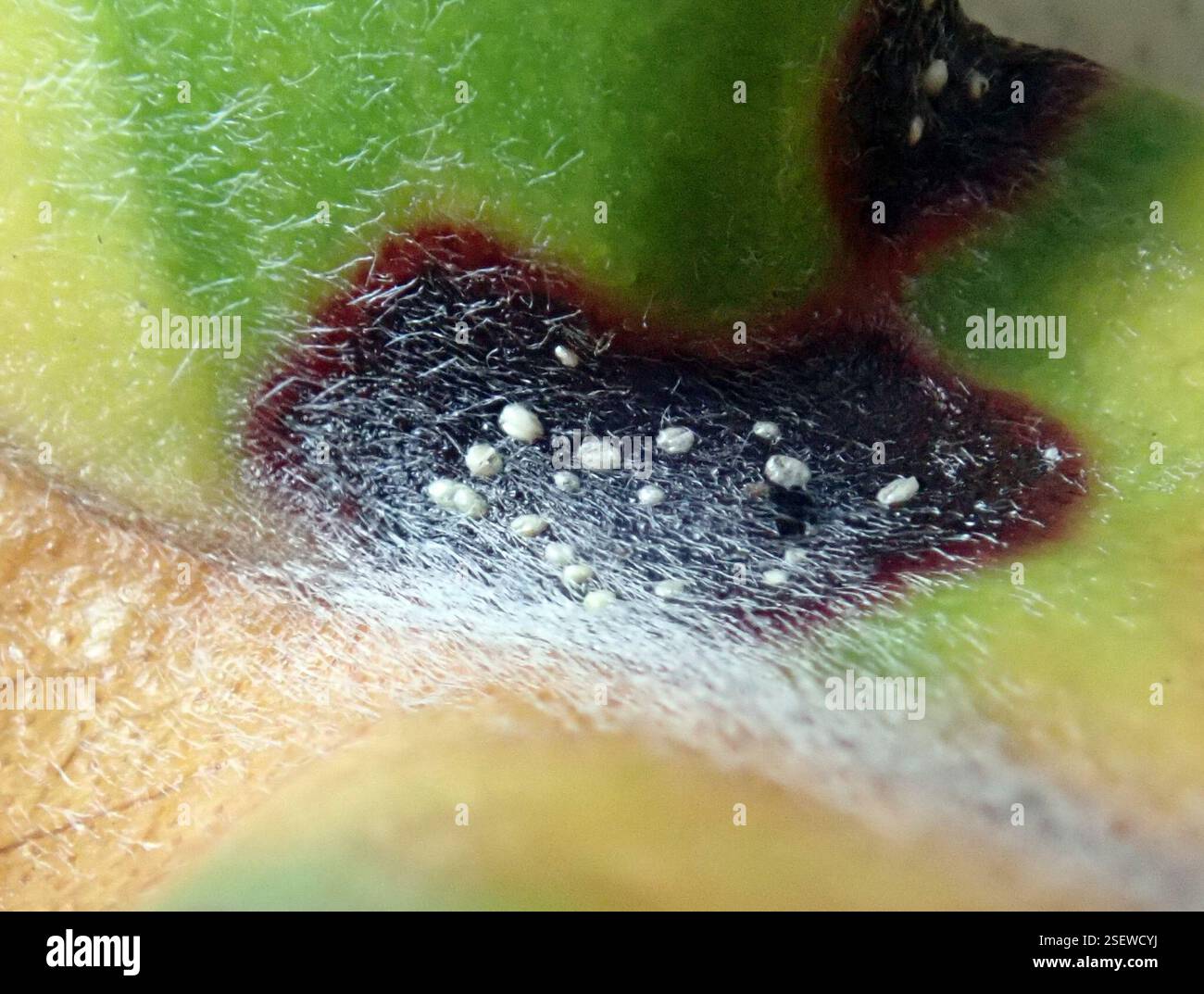 Myrtle Rust (Austropuccinia psidii), Fungi, Auckland, Kingsland, New ...