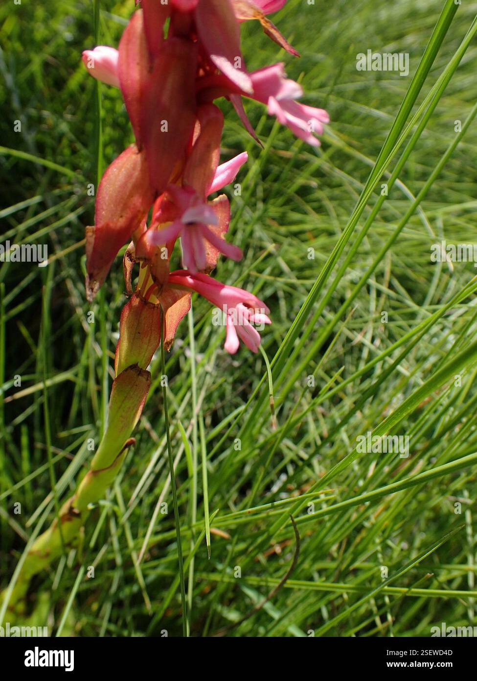 Satyr Orchids (Satyrium), Plantae, uMgungundlovu District Municipality ...