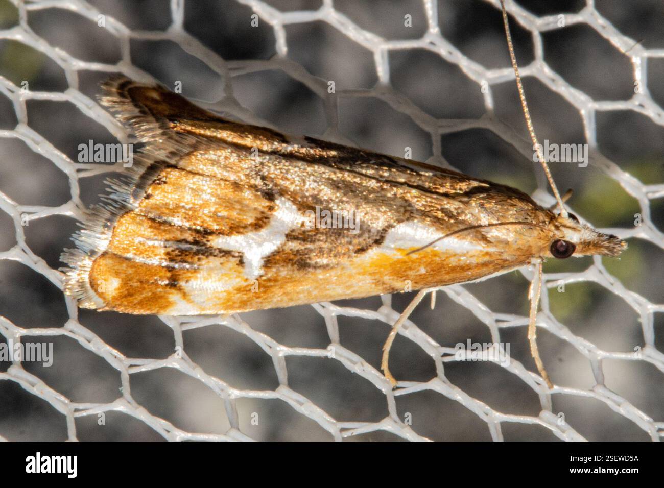 (Glaucocharis interrupta), Insecta, Southland District, Southland, New ...