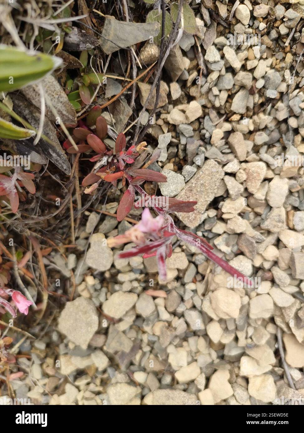 (Epilobium hectorii), Plantae, Korowai Torlesse Tussocklands Park, NZ ...