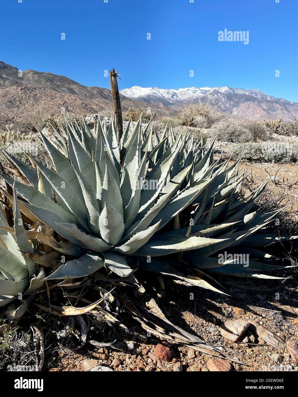 desert agave (Agave deserti), Plantae, Santa Rosa and San Jacinto ...