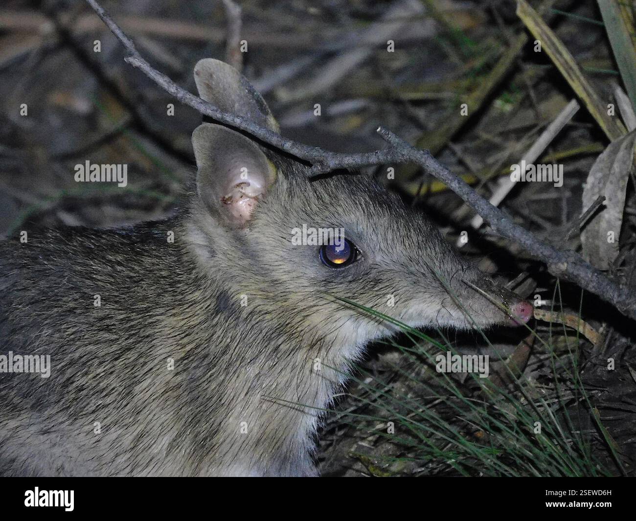 Eastern Barred Bandicoot (Perameles gunnii), Mammalia, Hobart TAS ...